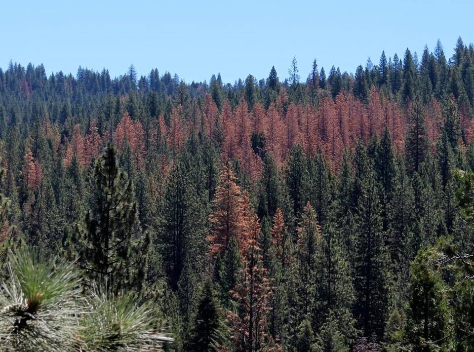Dead Sierra Nevada trees pose serious fire risk – Yosemite Stanislaus ...